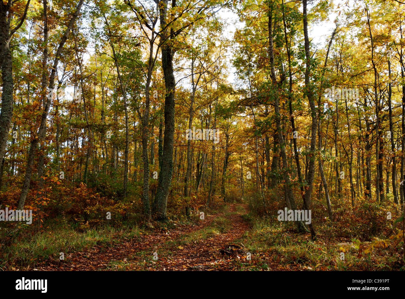 Autumn colors in the oak tree forest Stock Photo - Alamy