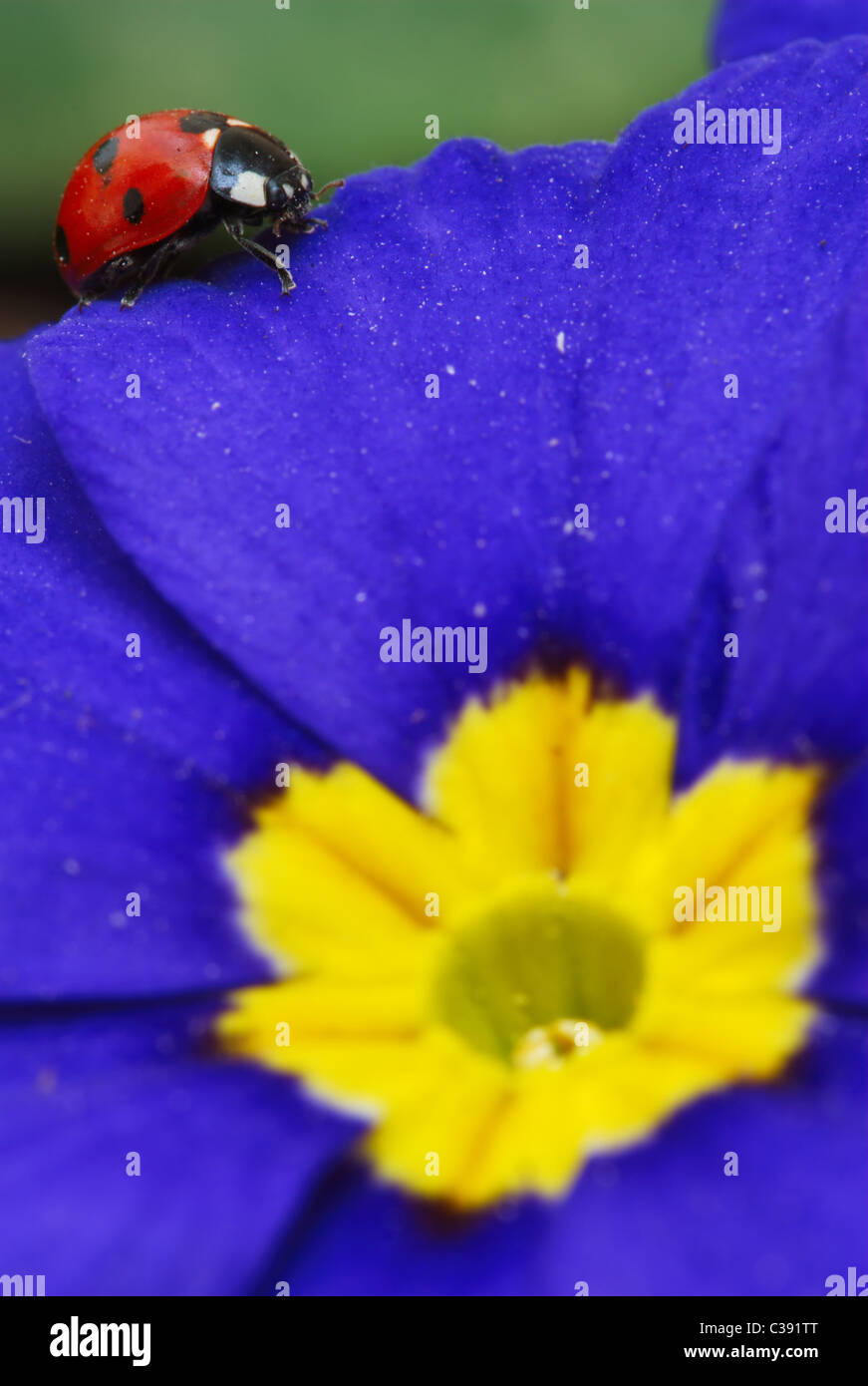 Blue ladybug hi-res stock photography and images - Alamy