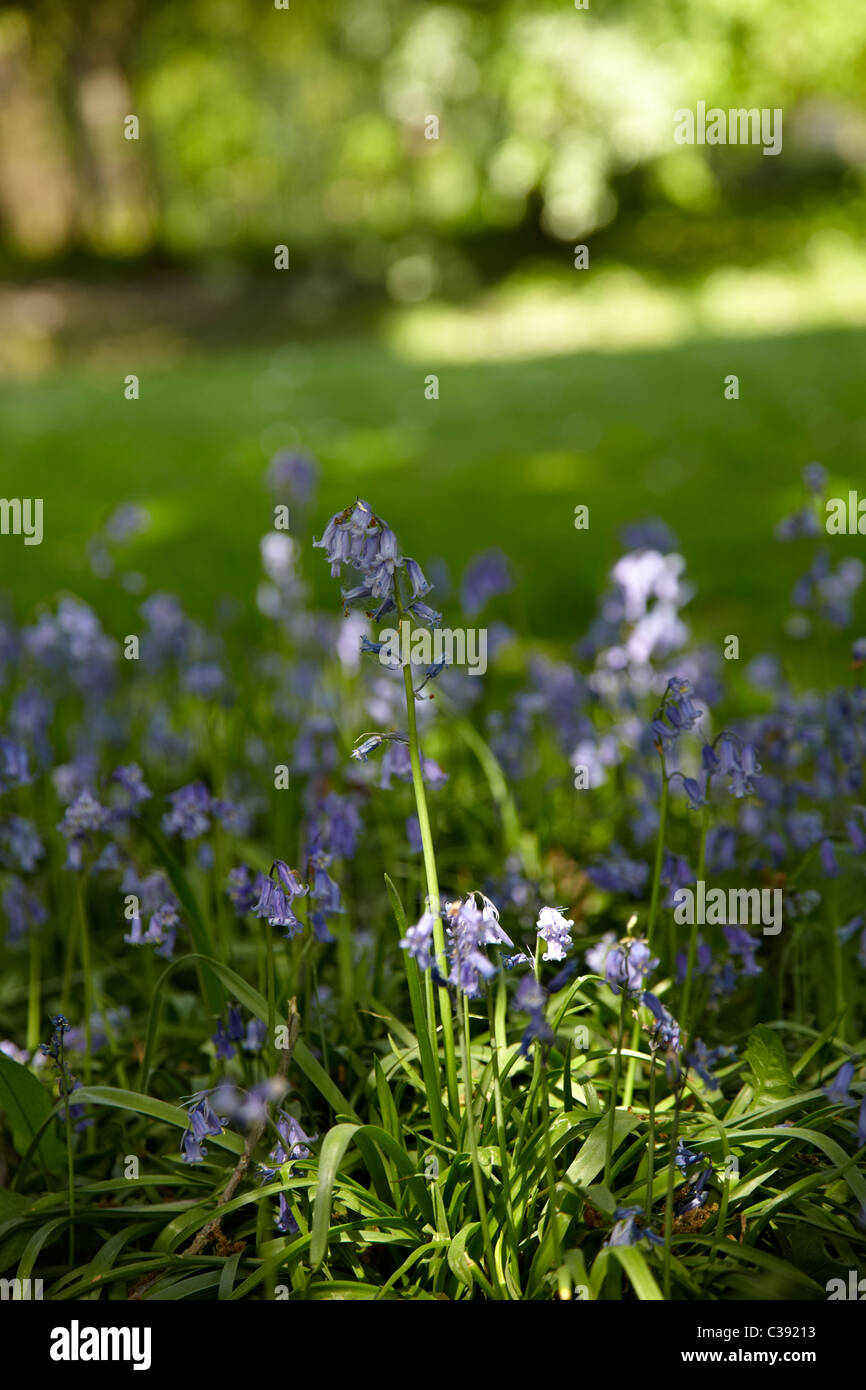 Spring sunlight in a bluebell wood hi-res stock photography and images ...