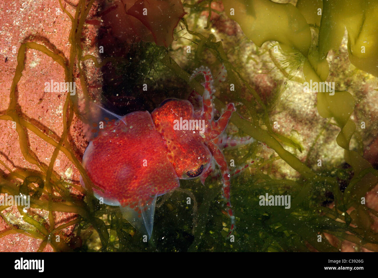 Cuttlefish uk hi-res stock photography and images - Alamy