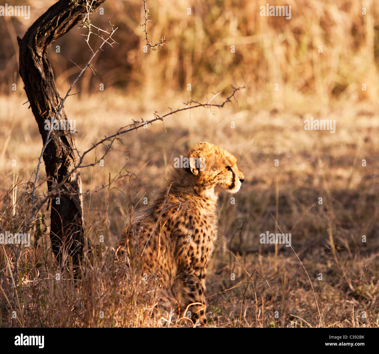 Young Cheetah Cub Waiting In Sunlight Stock Photo - Alamy