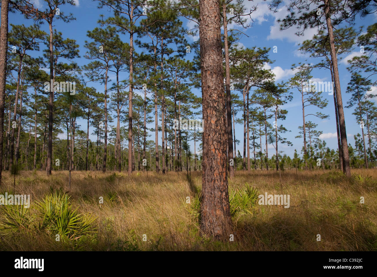 Long Leaf Pine Pinus palustris & Wire Grass Forest Apalachicola ...