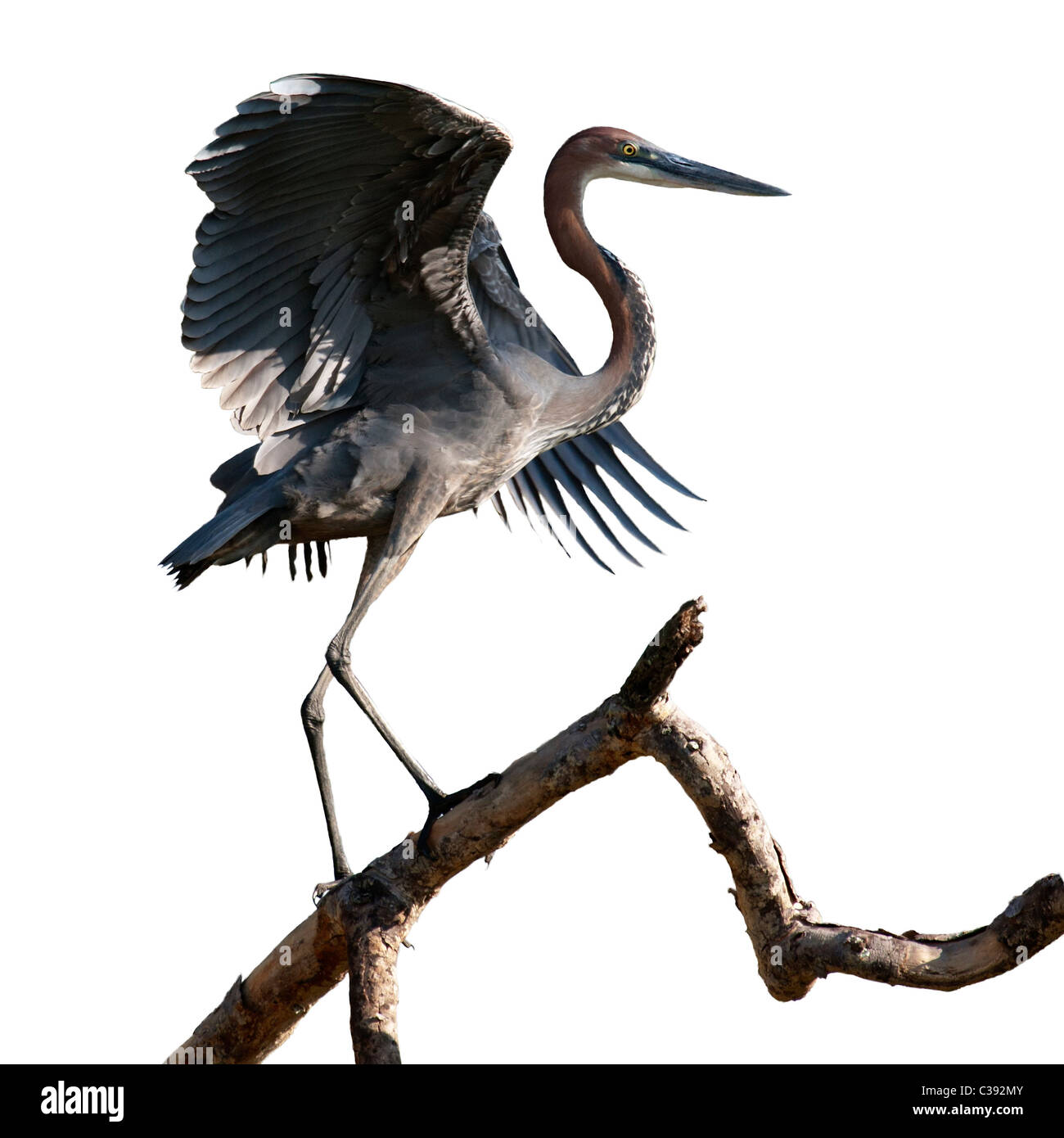 Goliath heron Cut Out Stock Images & Pictures - Alamy
