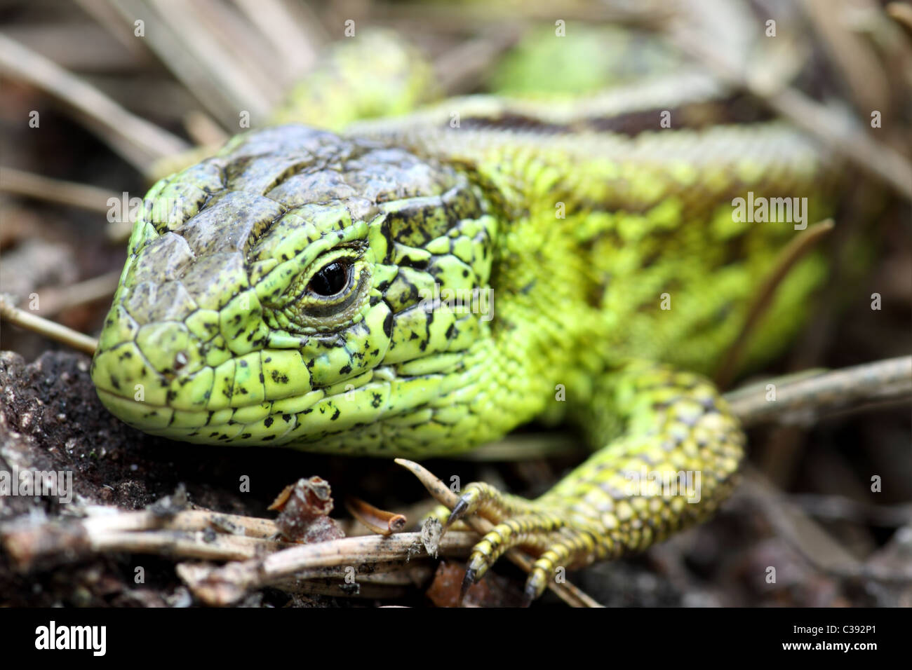 portrait and close-head of green lizard Stock Photo - Alamy