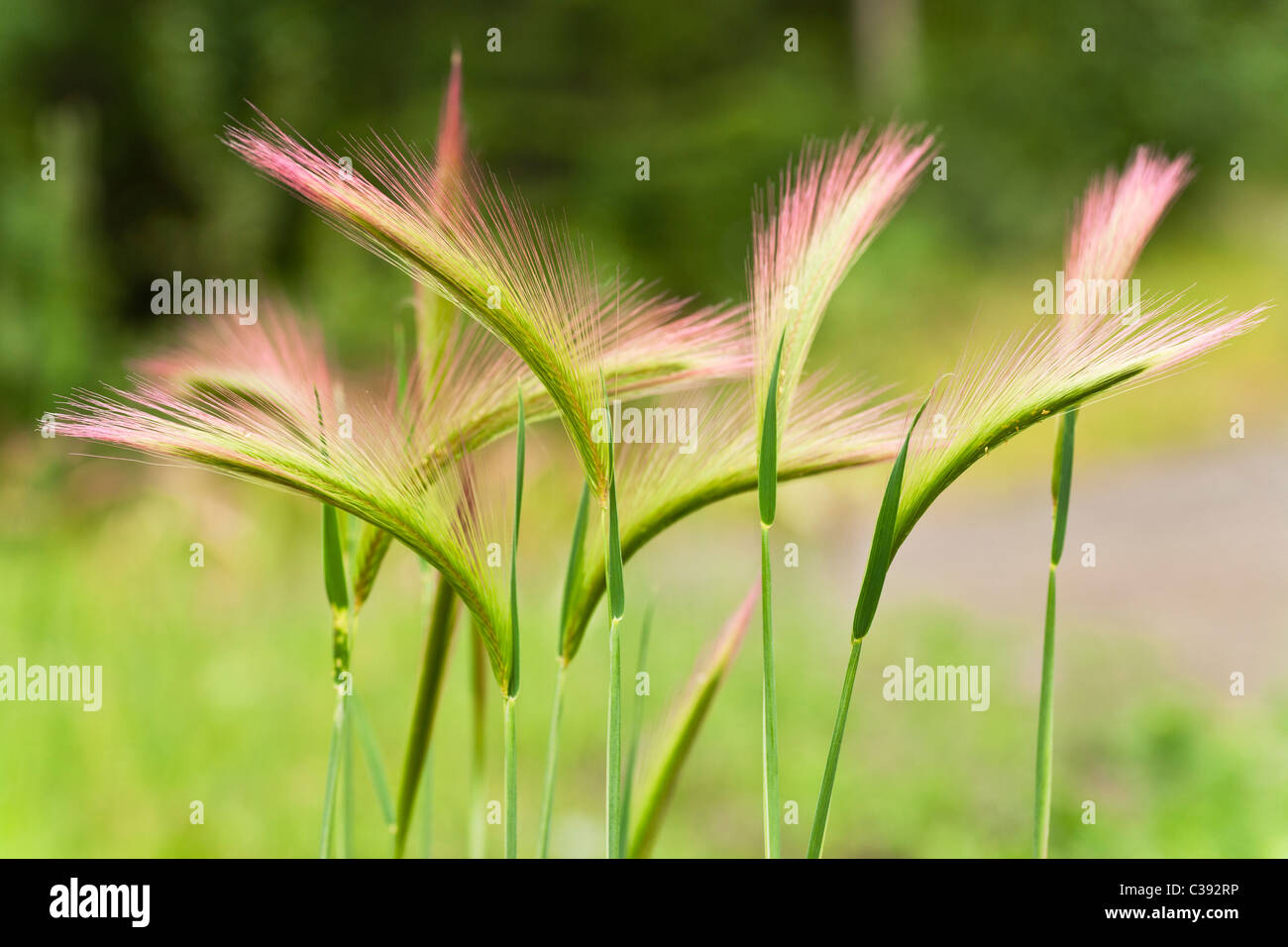 Hordeum jubatum hi-res stock photography and images - Alamy