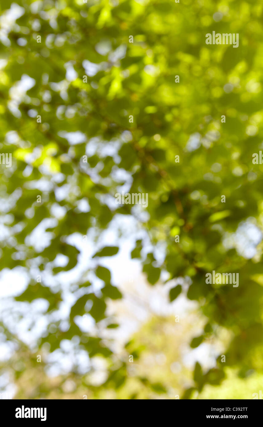 Green leaves on tree shot out of focus for use as a background. Sun ...