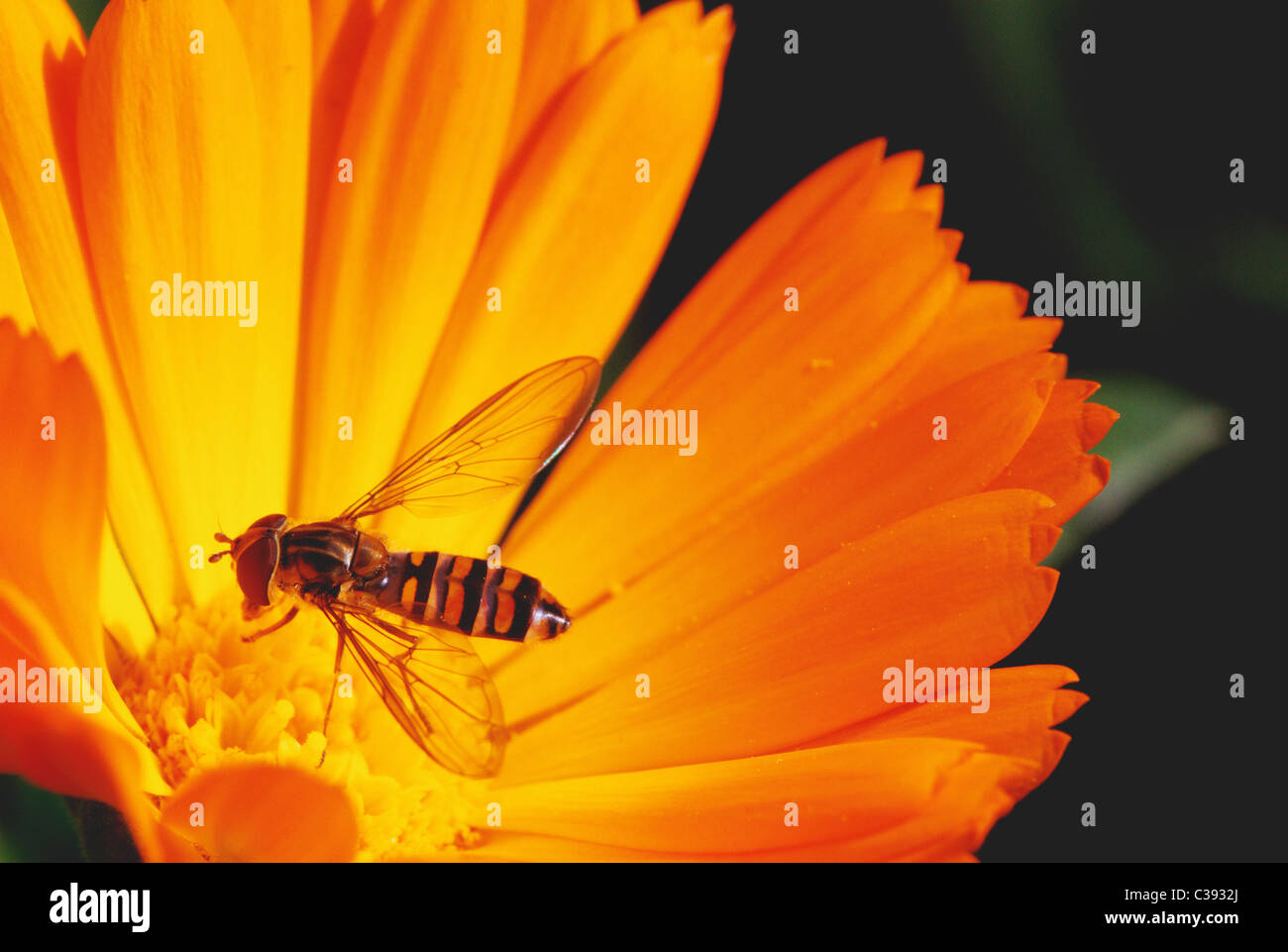 Small colored bug on calendula flower Stock Photo - Alamy