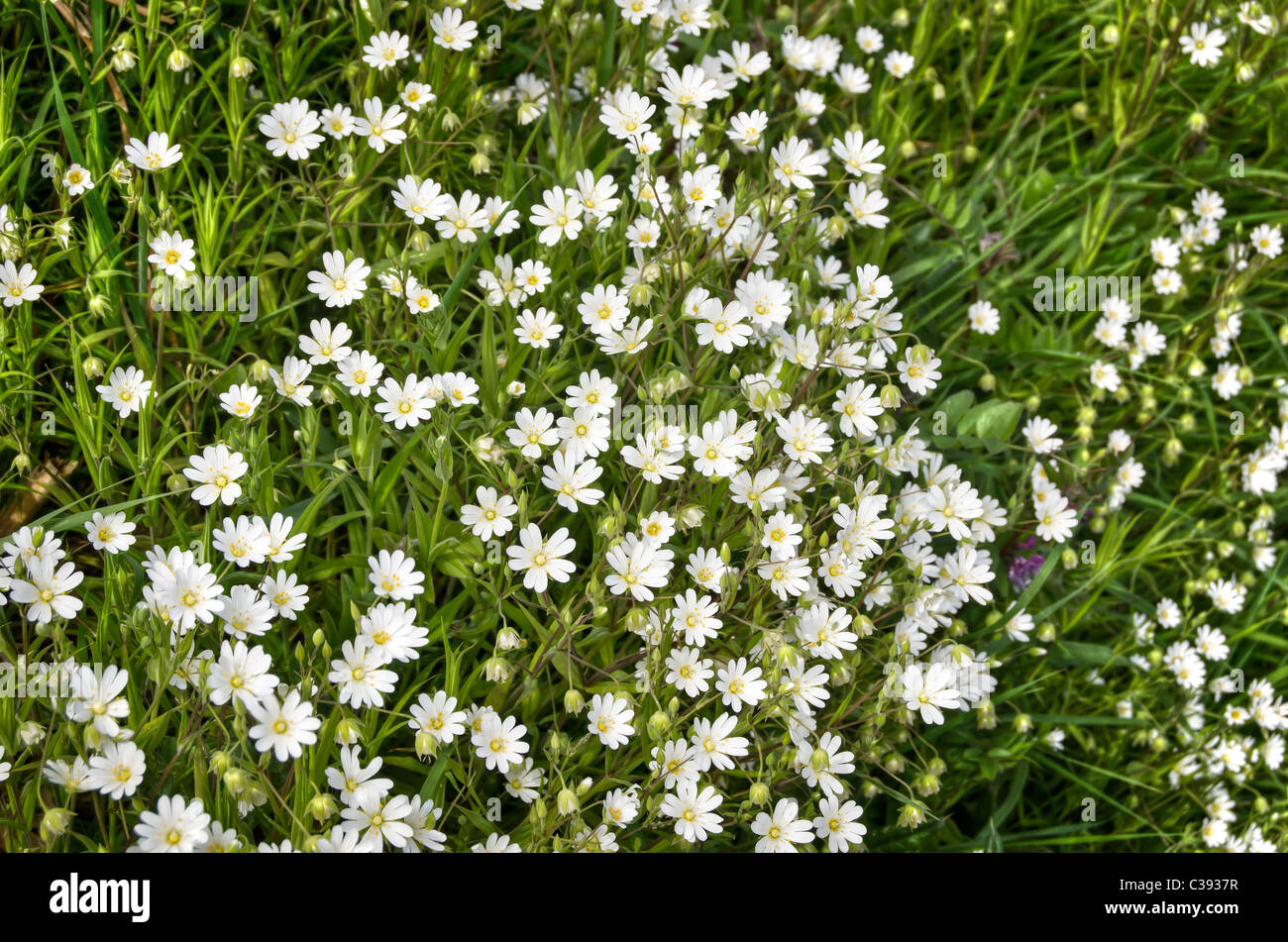 A cluster of wild-flowers Stock Photo - Alamy