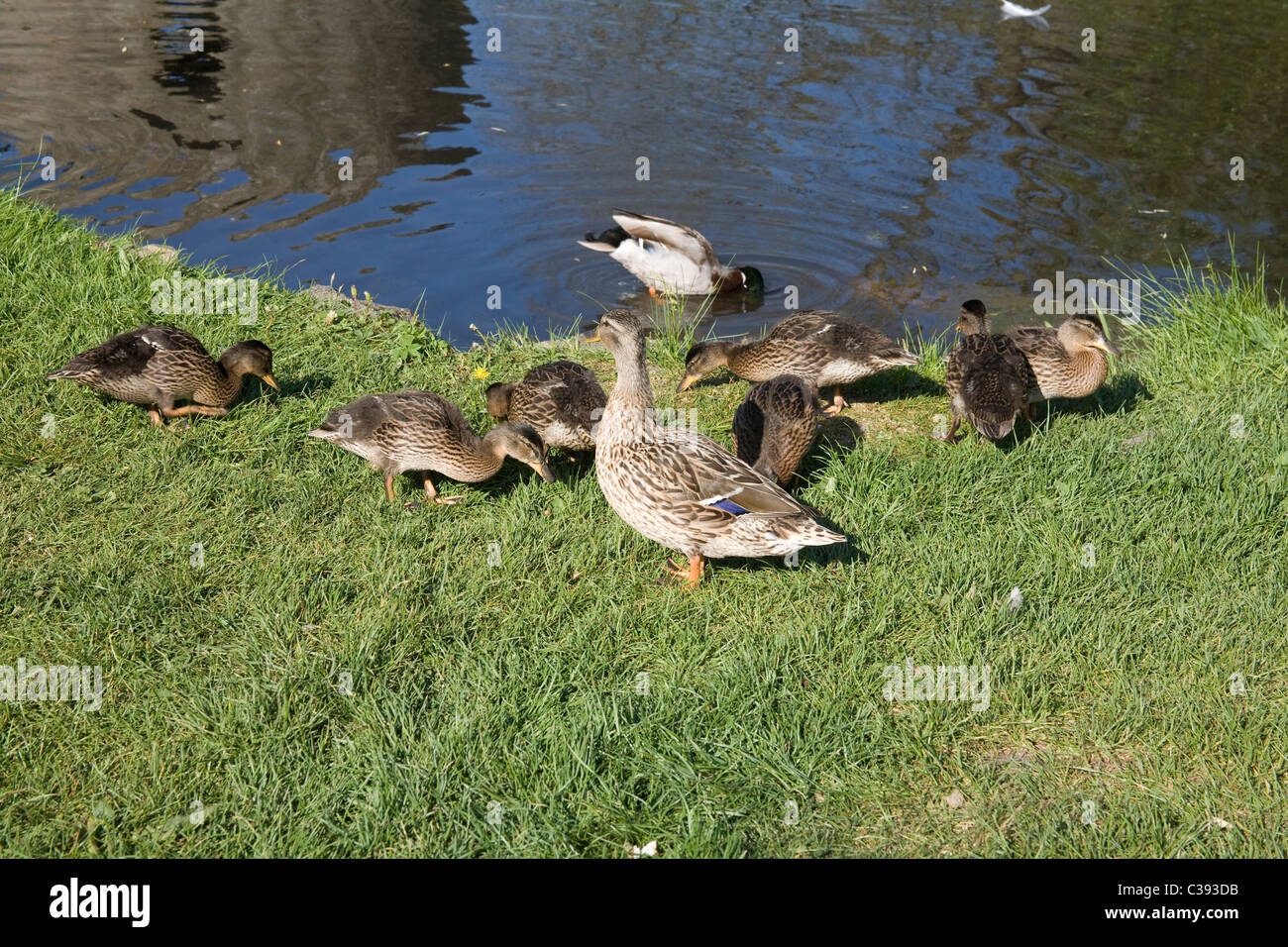 Seven Ducklings High Resolution Stock Photography and Images - Alamy