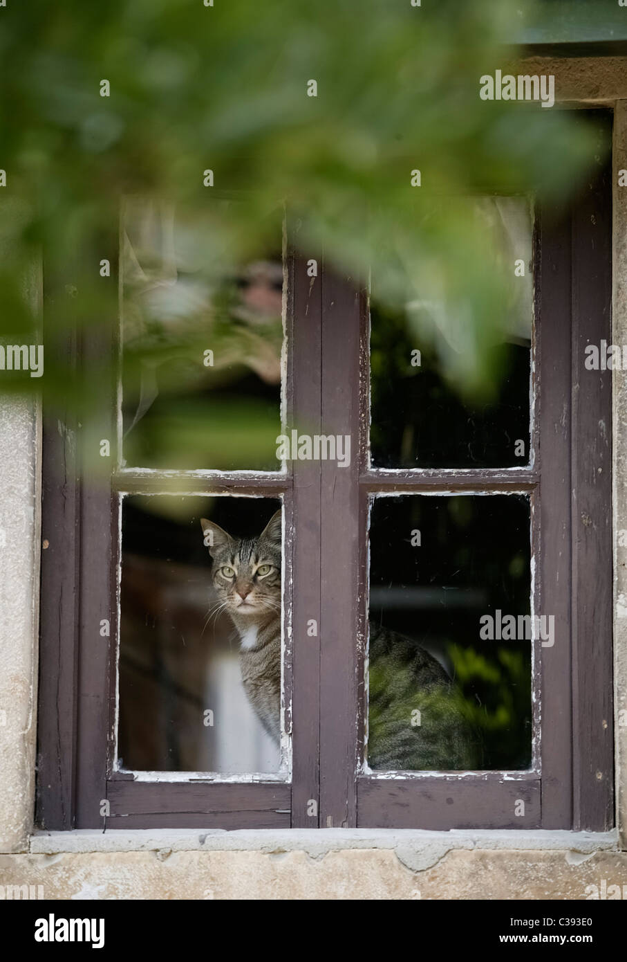 Cat looking out of a window Stock Photo - Alamy
