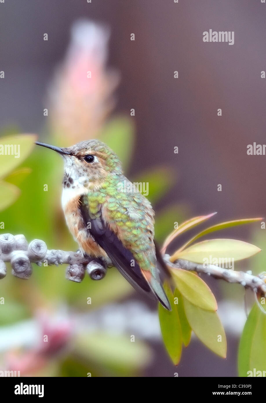 Species rufous hummingbird hi-res stock photography and images - Alamy