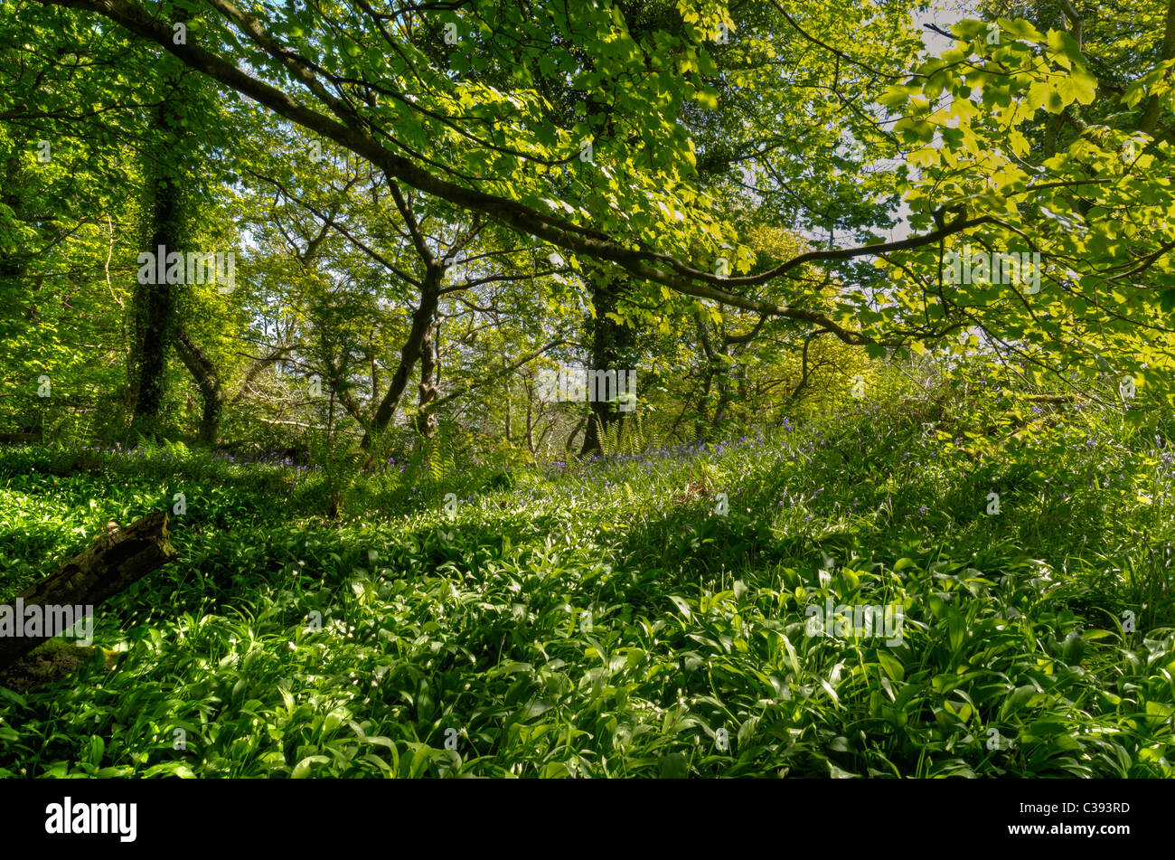 A forest scene Stock Photo - Alamy