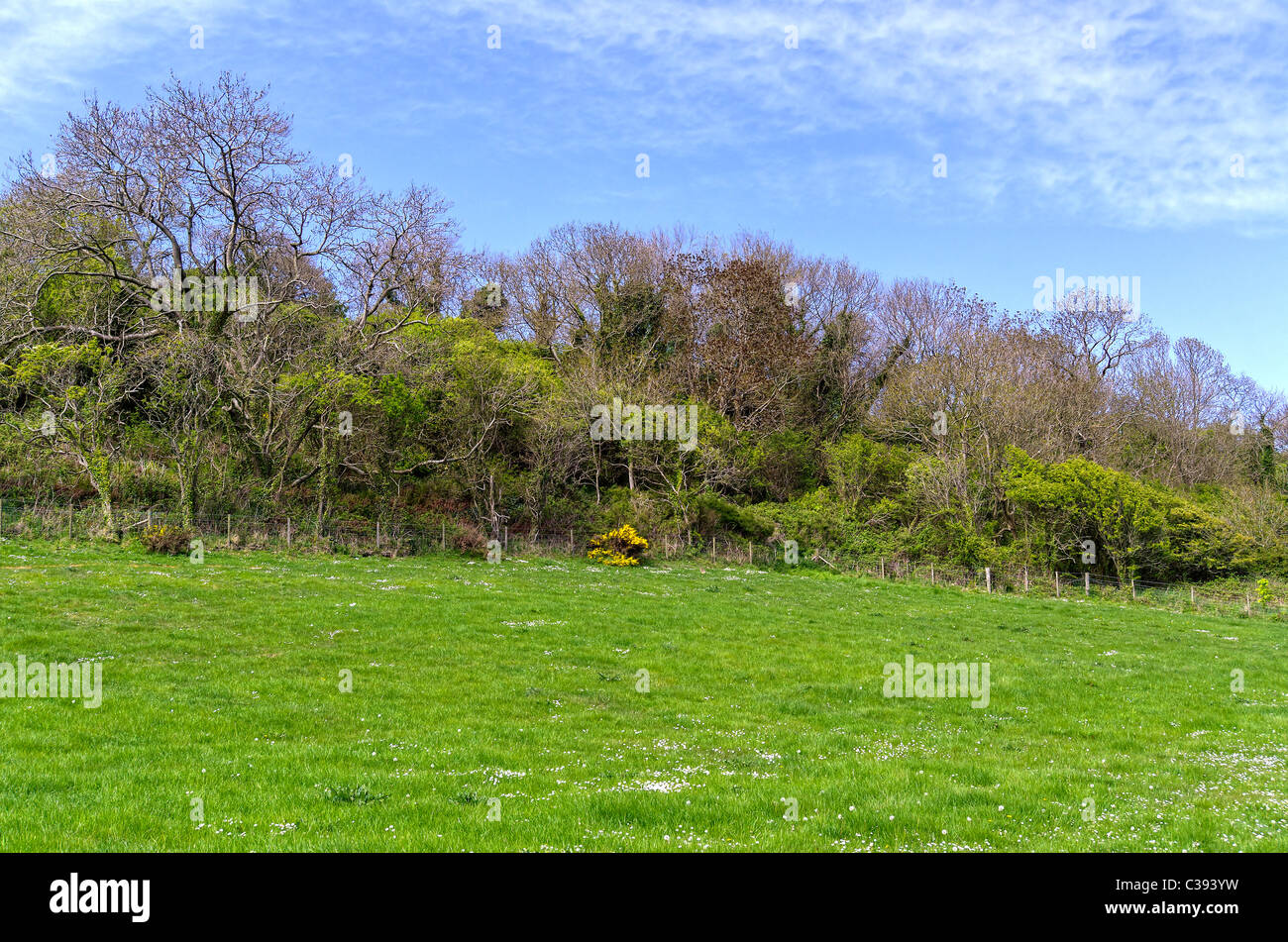 A field on a bright summer's day Stock Photo - Alamy