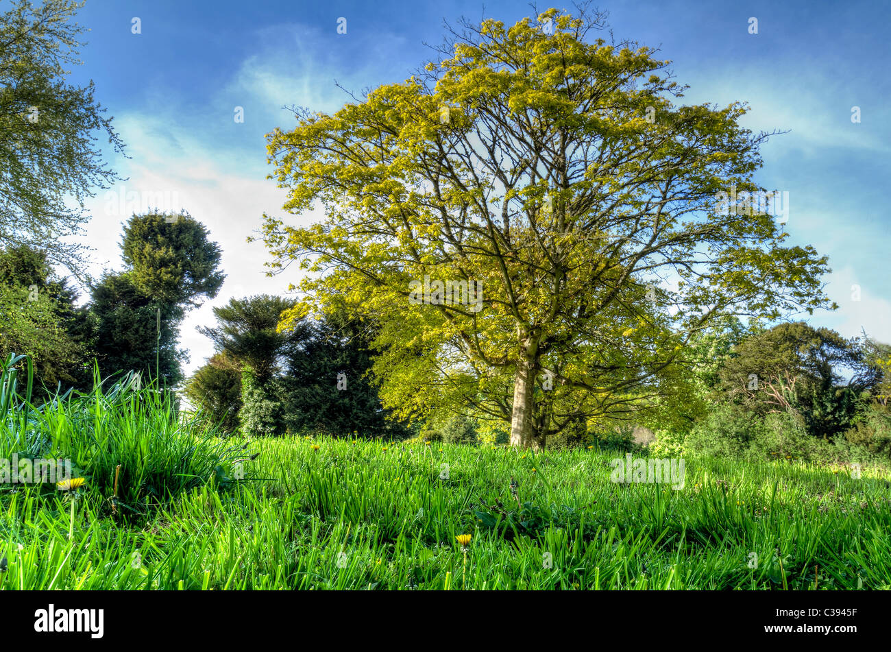 Sun drenched tree hi-res stock photography and images - Alamy