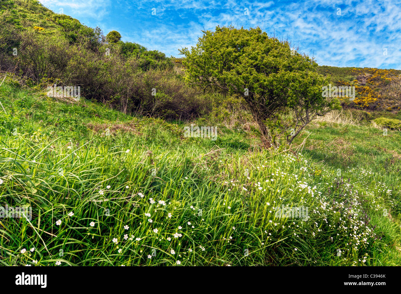 A single tree on a grassy hillside with a bright blue-sky background ...