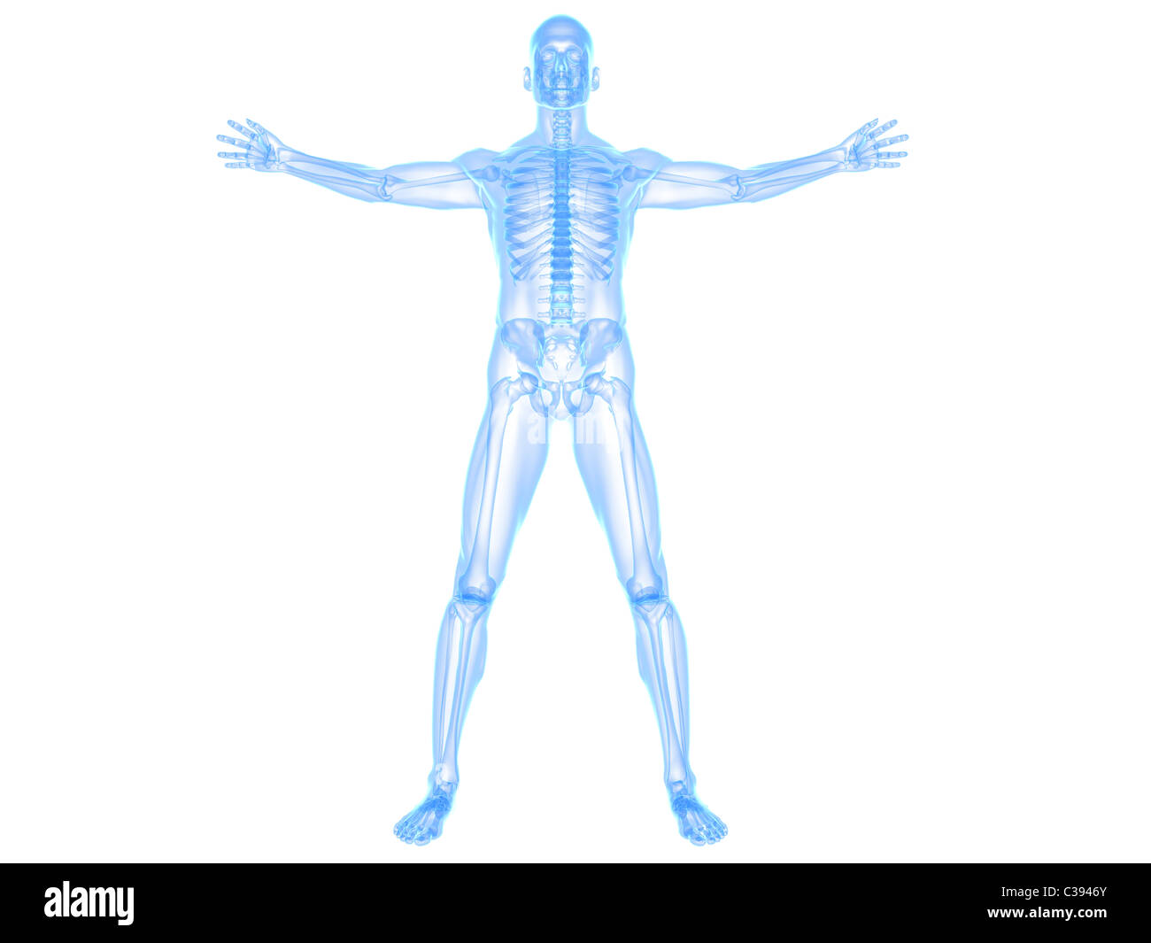 Male human body hi-res stock photography and images - Alamy