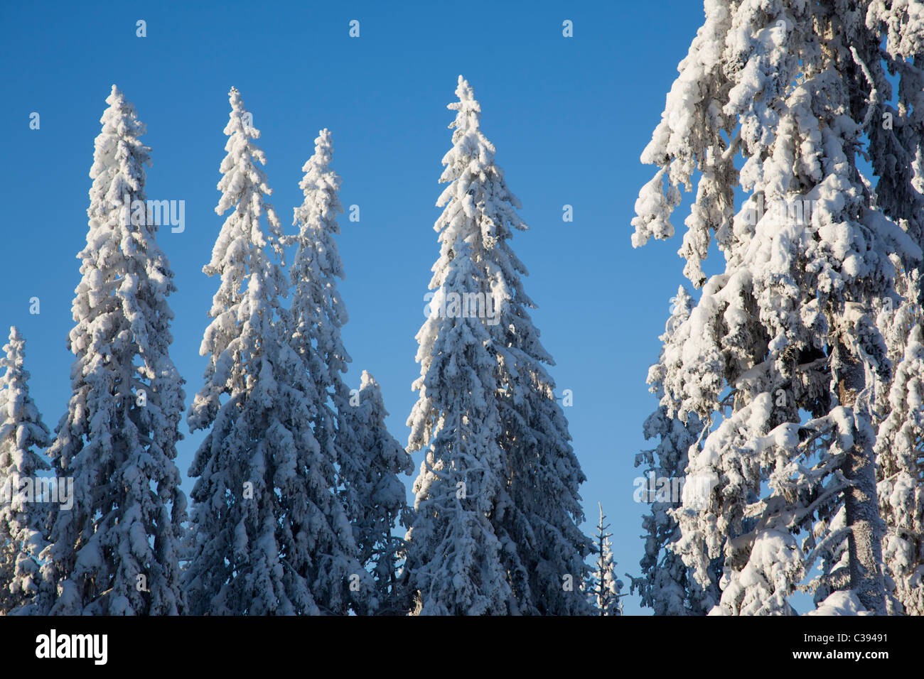 Growing snowy spruces hi-res stock photography and images - Alamy