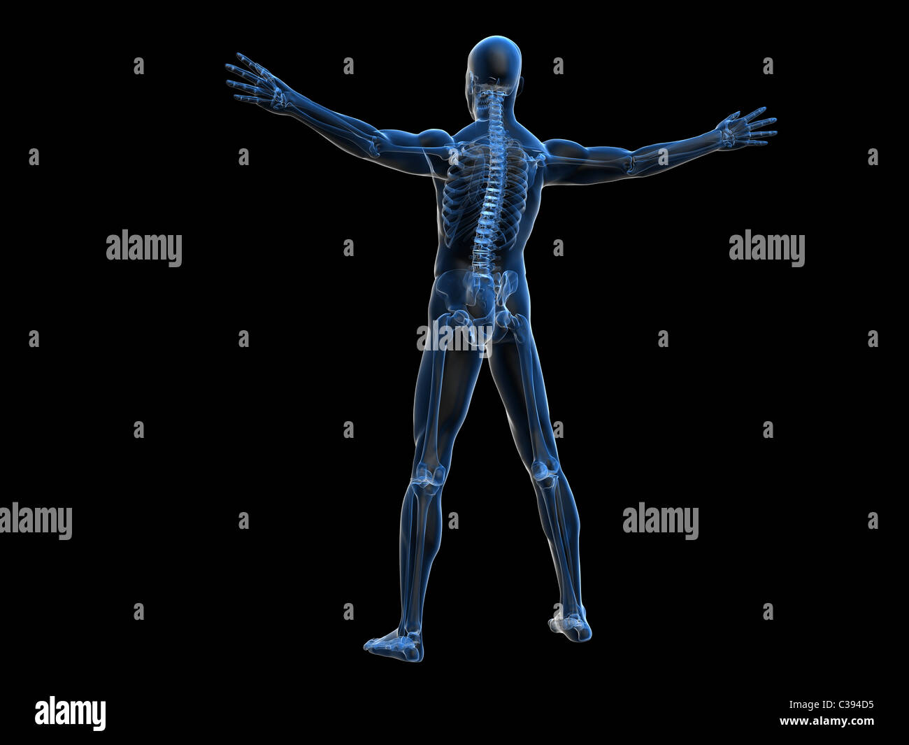 Male human body hi-res stock photography and images - Alamy