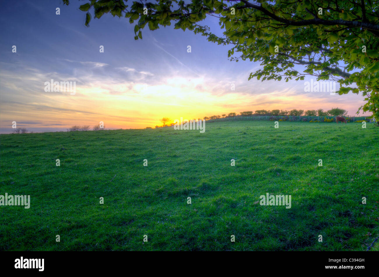A pasture at sunset Stock Photo - Alamy