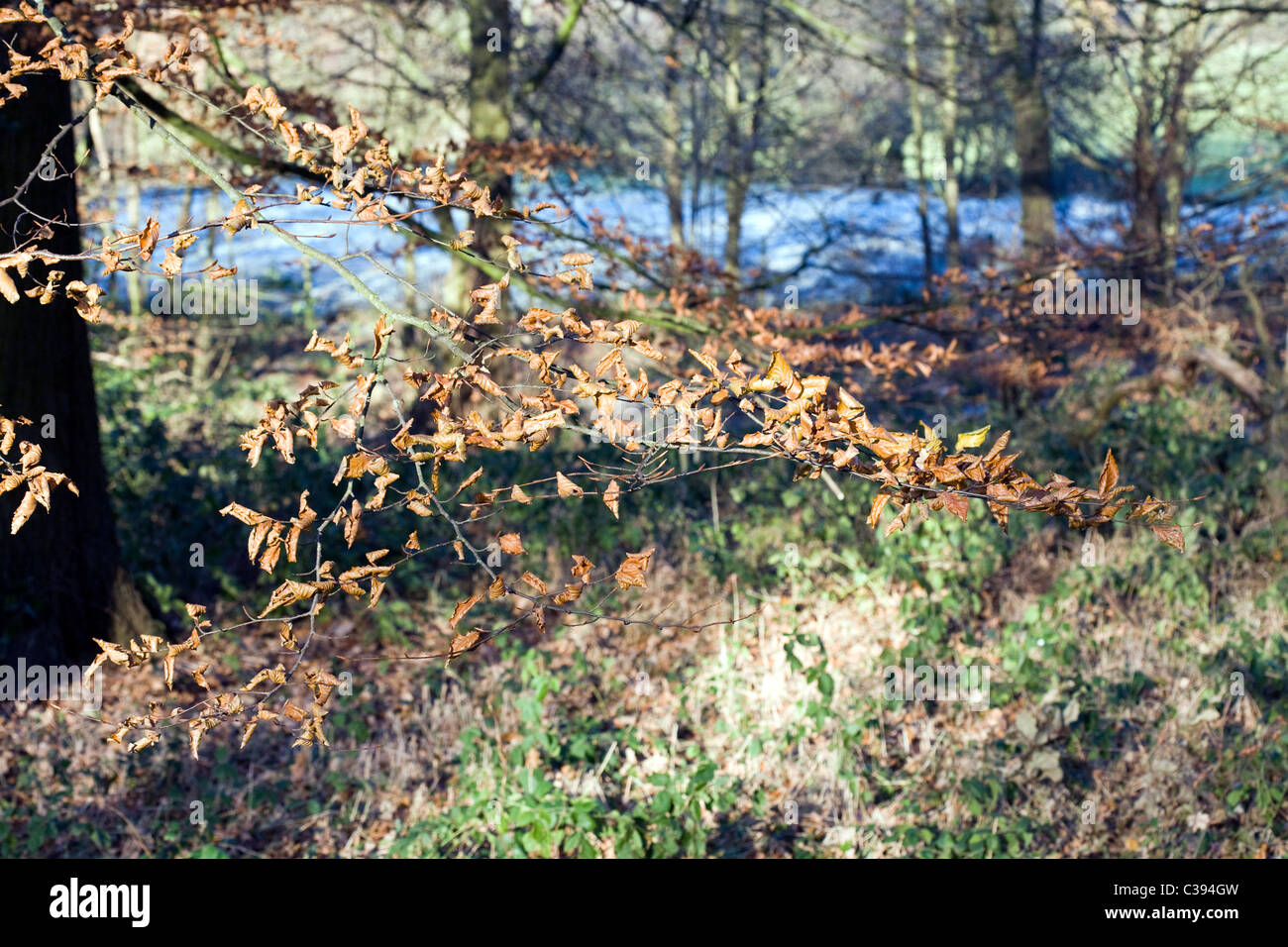 Beech Tree with dead leaves in winter Poynton Cheshire England Stock ...