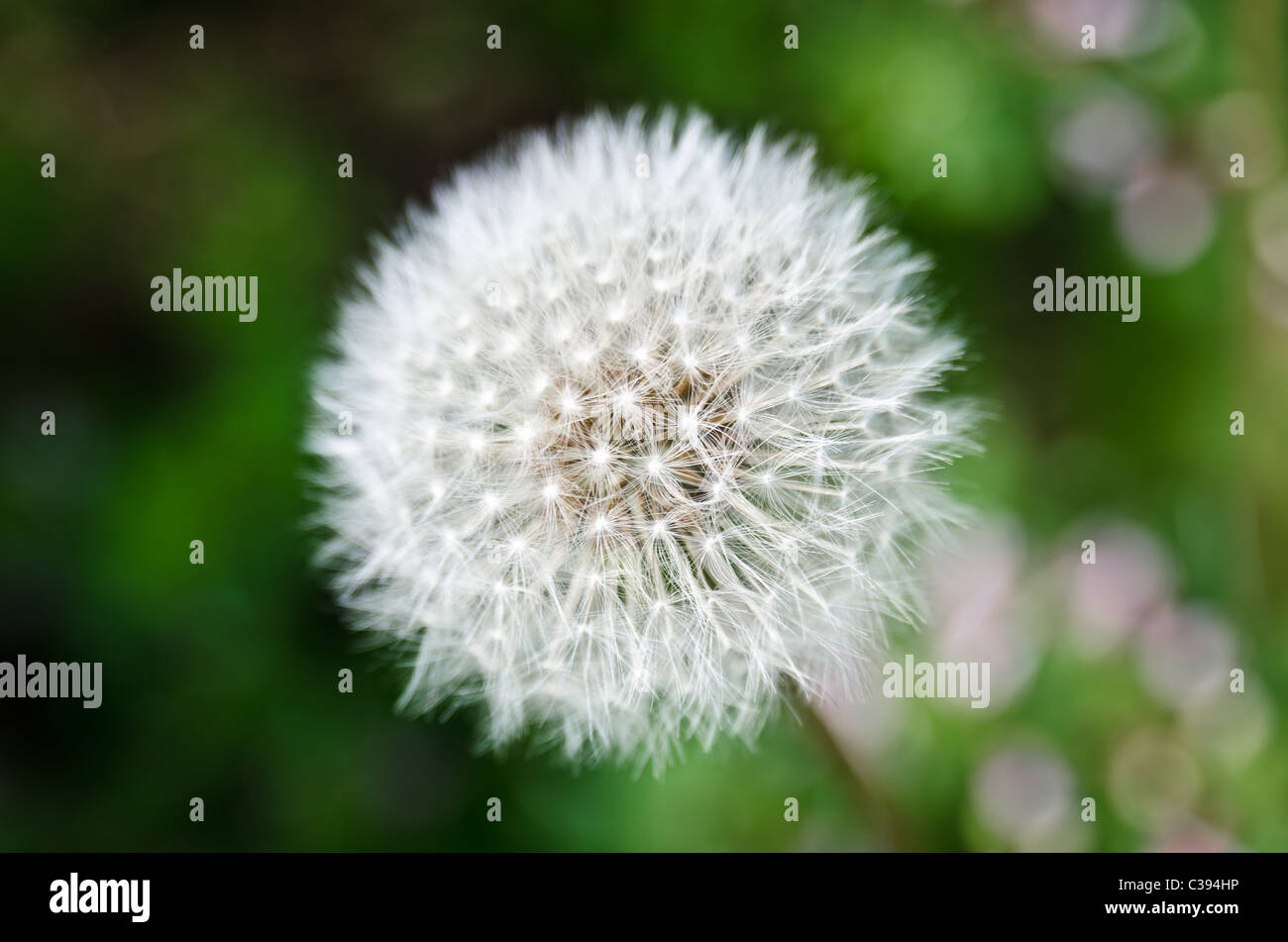 A dandelion head Stock Photo - Alamy