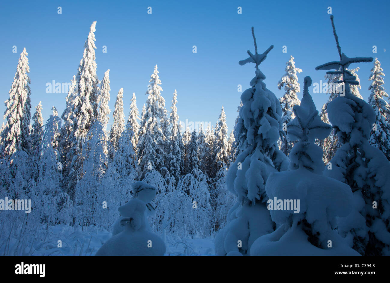 View of snow covered spruce ( Picea Abies ) trees in the taiga forest , Finland Stock Photo - Alamy
