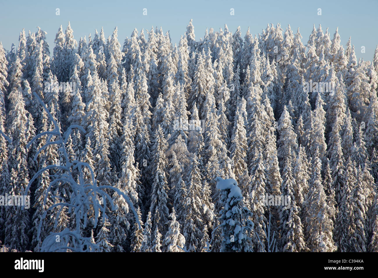 View of snow covered spruce ( Picea Abies ) trees in the taiga forest , Finland Stock Photo - Alamy