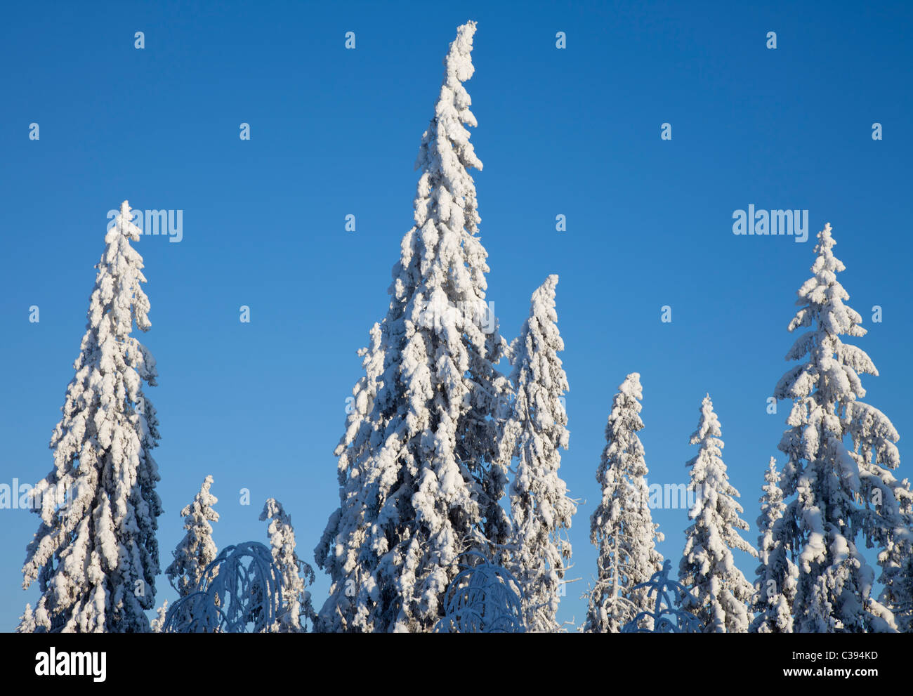 View of snow covered spruce ( Picea Abies ) treetops in the taiga forest , Finland Stock Photo ...