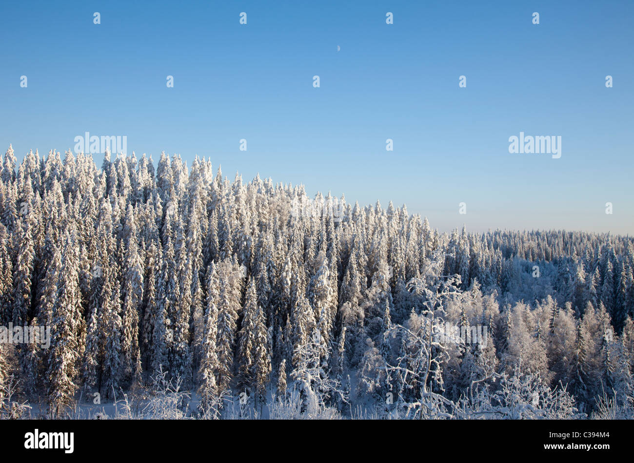 View of snow covered spruce ( Picea Abies ) trees in the taiga forest , Finland Stock Photo - Alamy