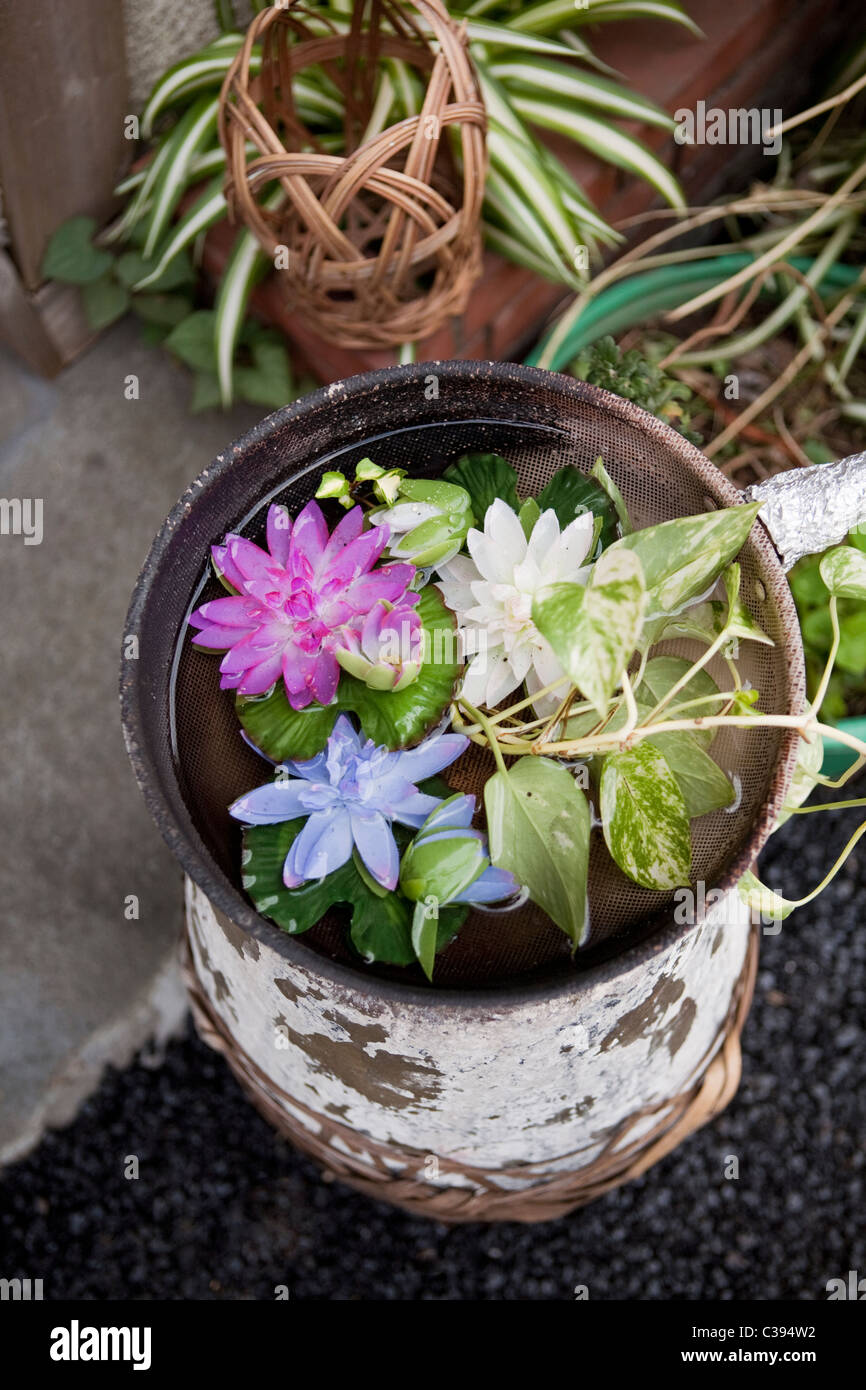 WATER FLOWERS GROWING ON A SAUCEPAN IN A STREET IN JAPAN Stock Photo ...