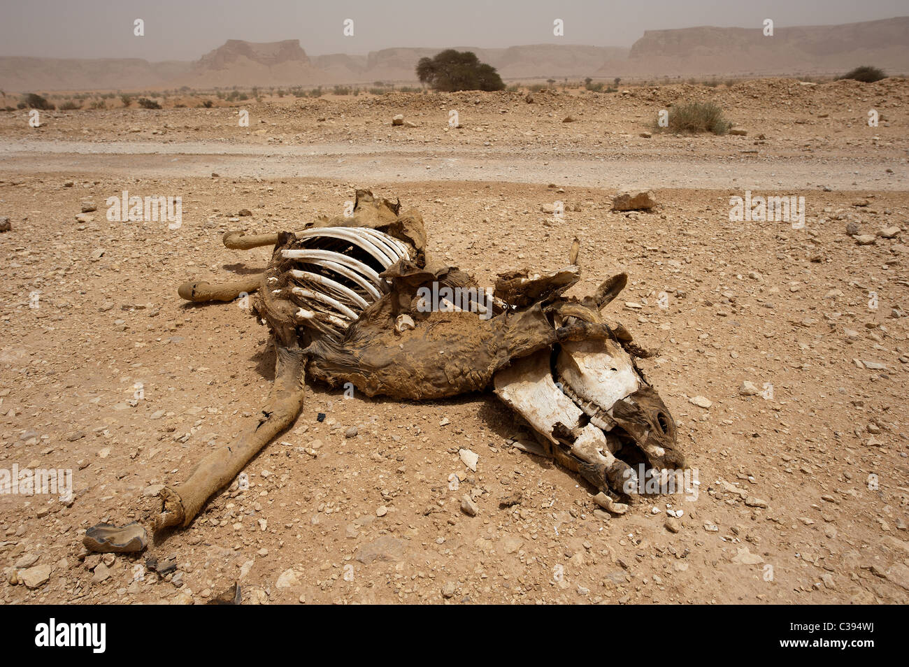 Saudi arabia desert hi-res stock photography and images - Alamy