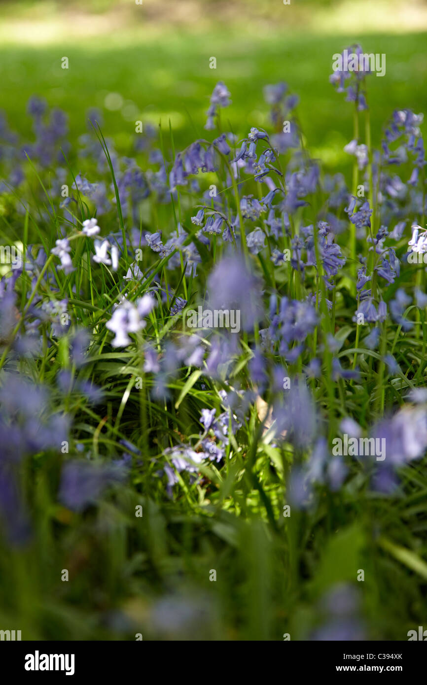 Flowering bluebell in wood. A portrait image of bluebells in wood ...