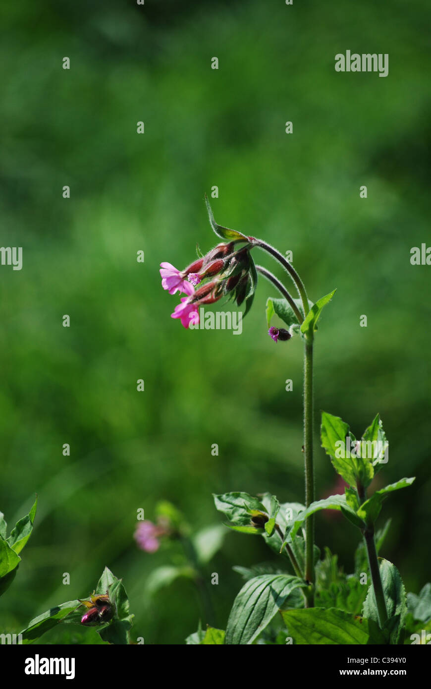 Lonely flower in field Stock Photo - Alamy
