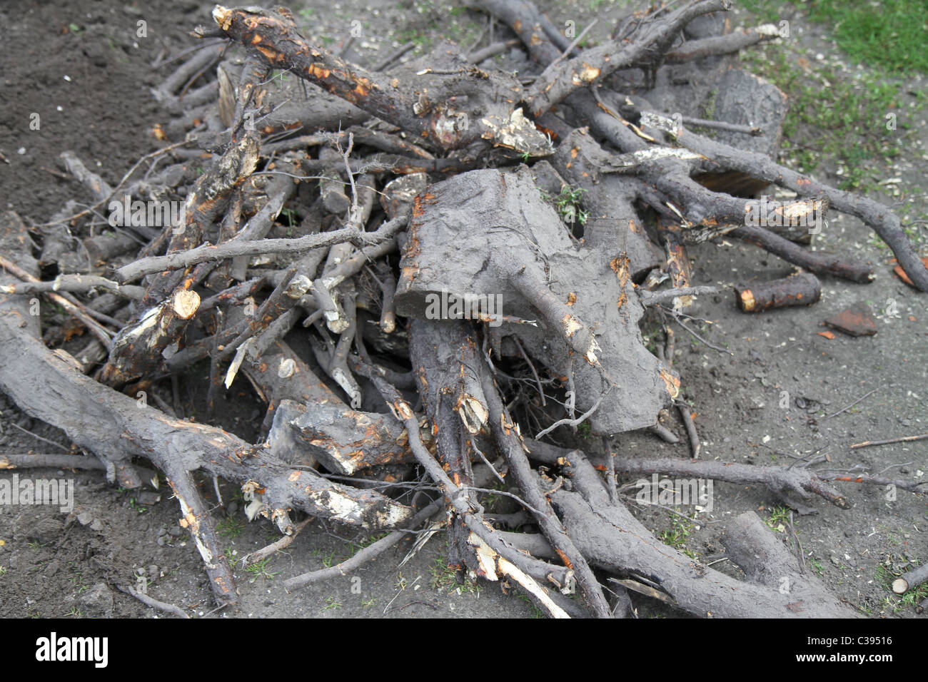 Roots from a tree which was taken out from the ground Stock Photo - Alamy