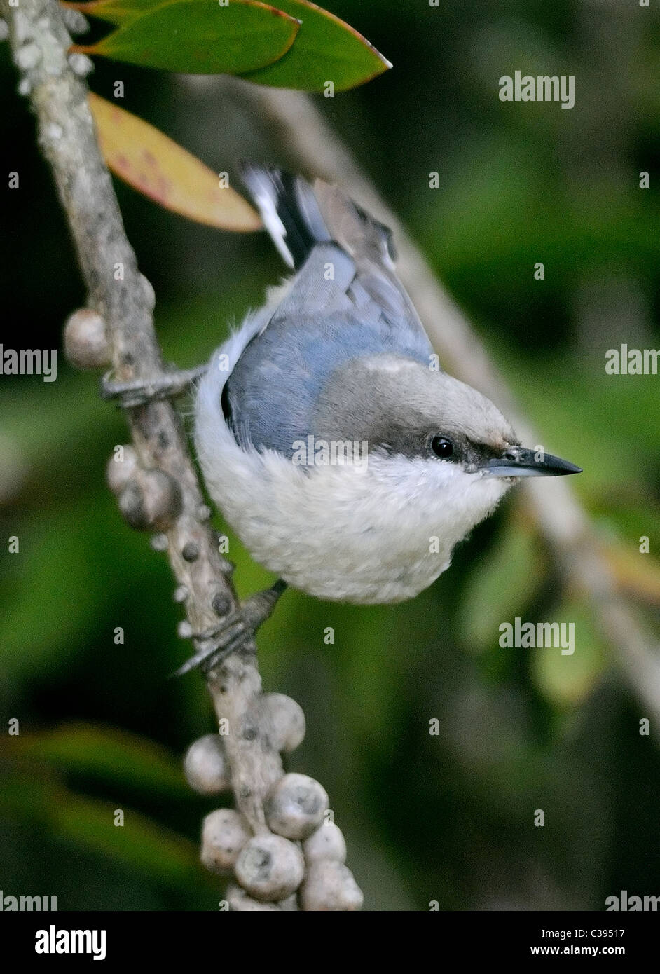 Sitta Pygmaea High Resolution Stock Photography and Images - Alamy