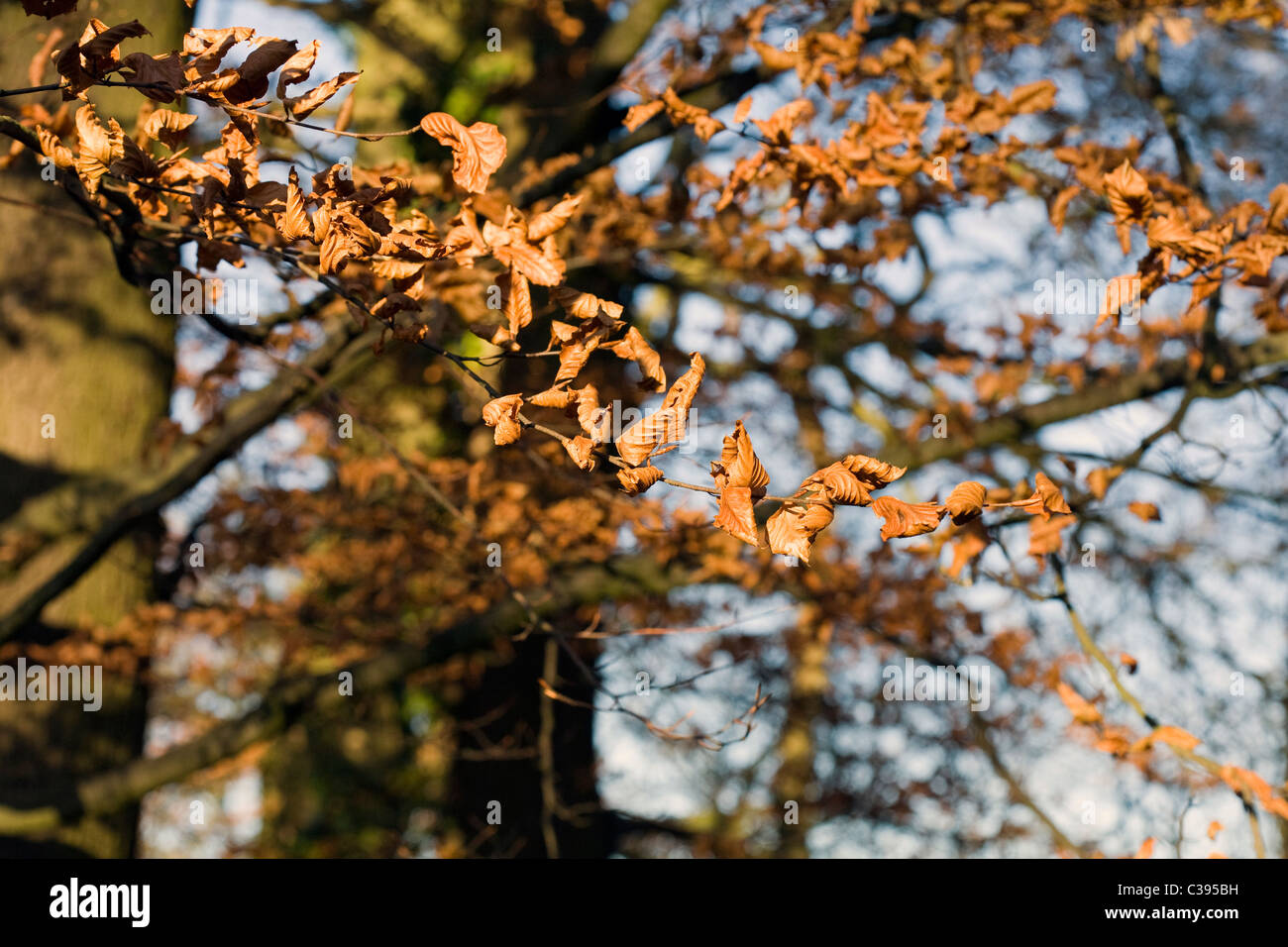 Beech Tree with dead leaves in winter Poynton Cheshire England Stock ...
