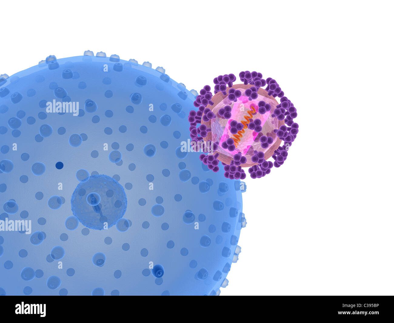Virus infecting cell hi-res stock photography and images - Alamy