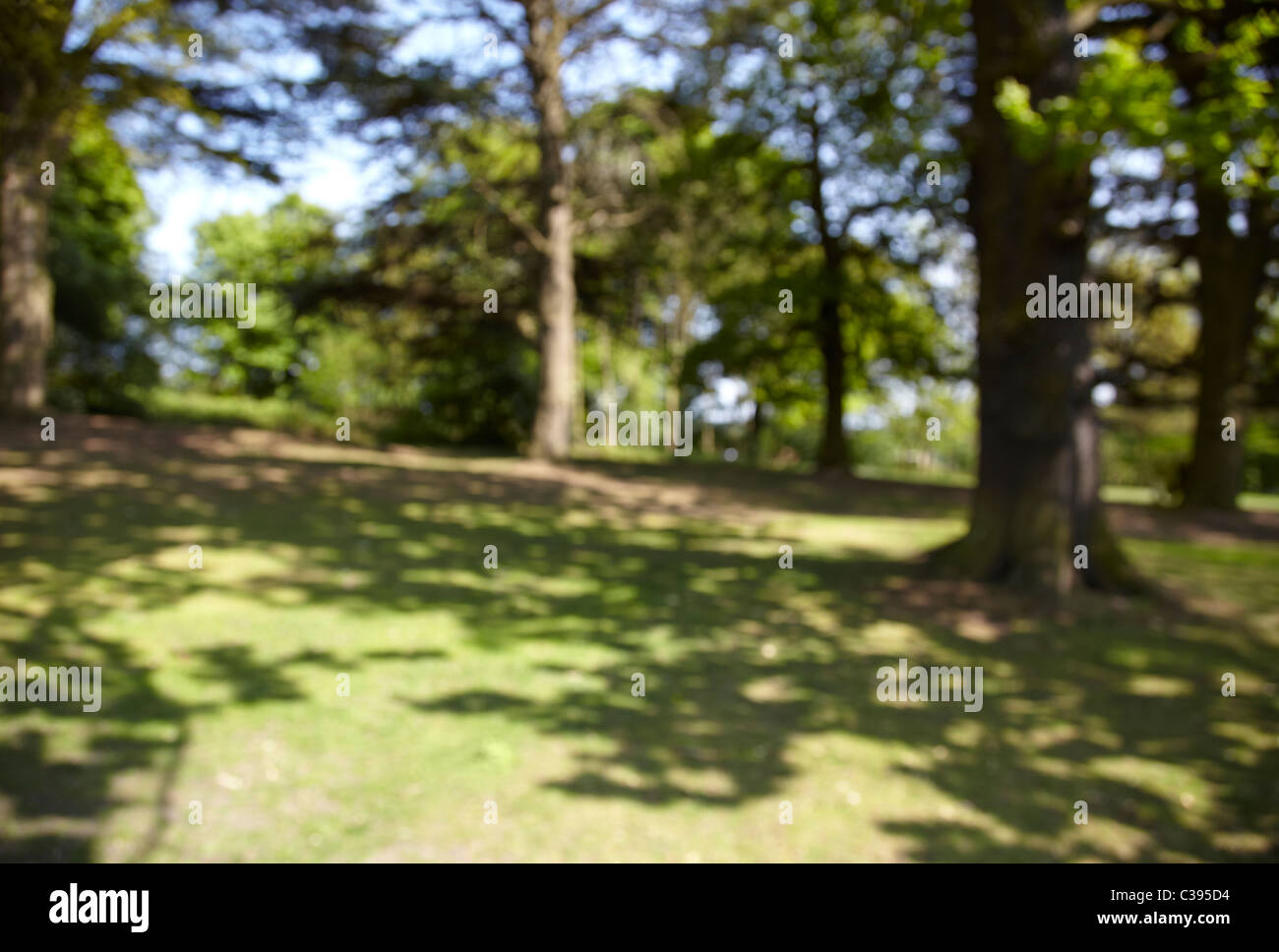 Wood land scene shot out of focus for use as a backdrop or background ...