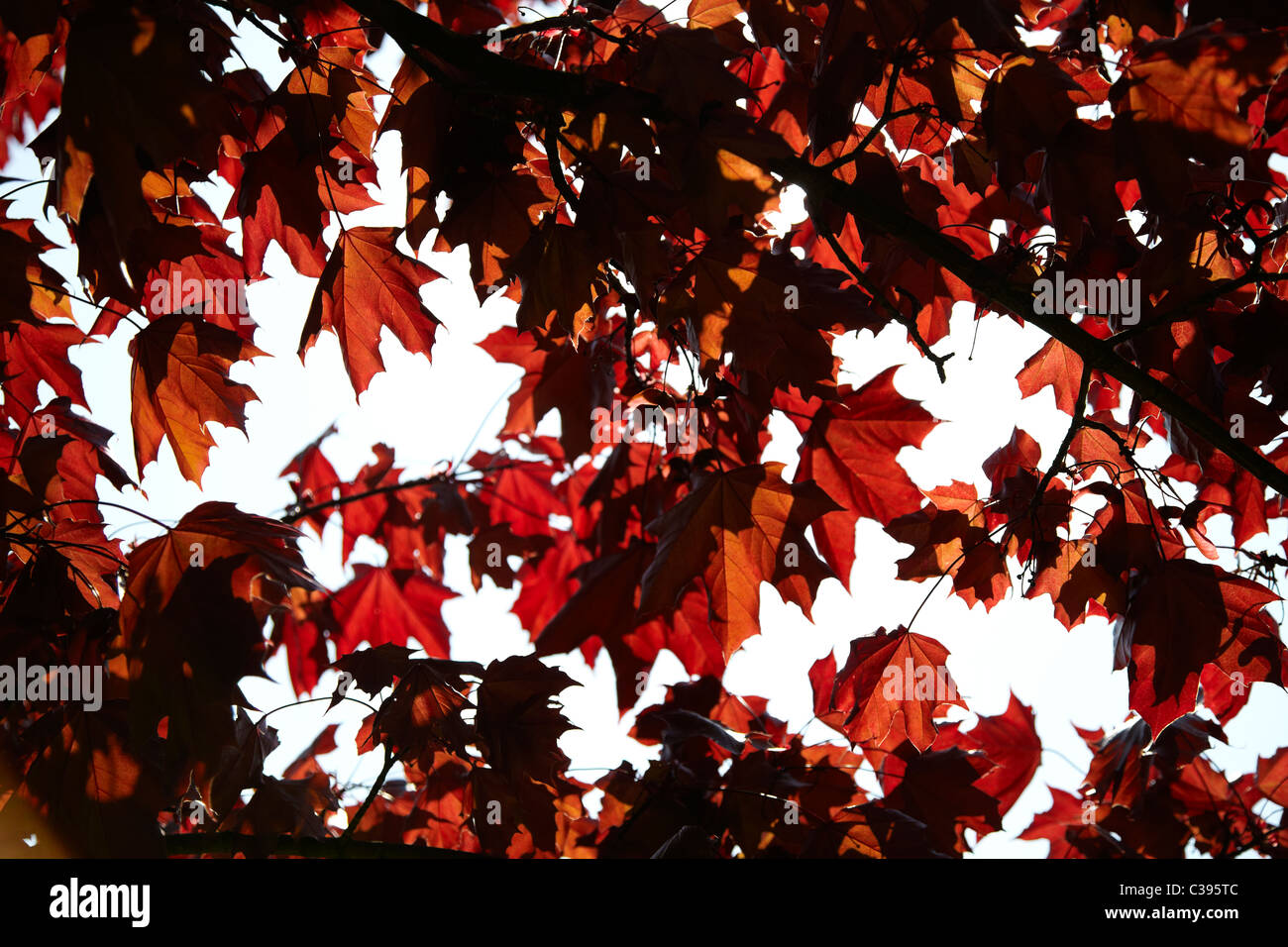 Overhanging tree hi-res stock photography and images - Alamy