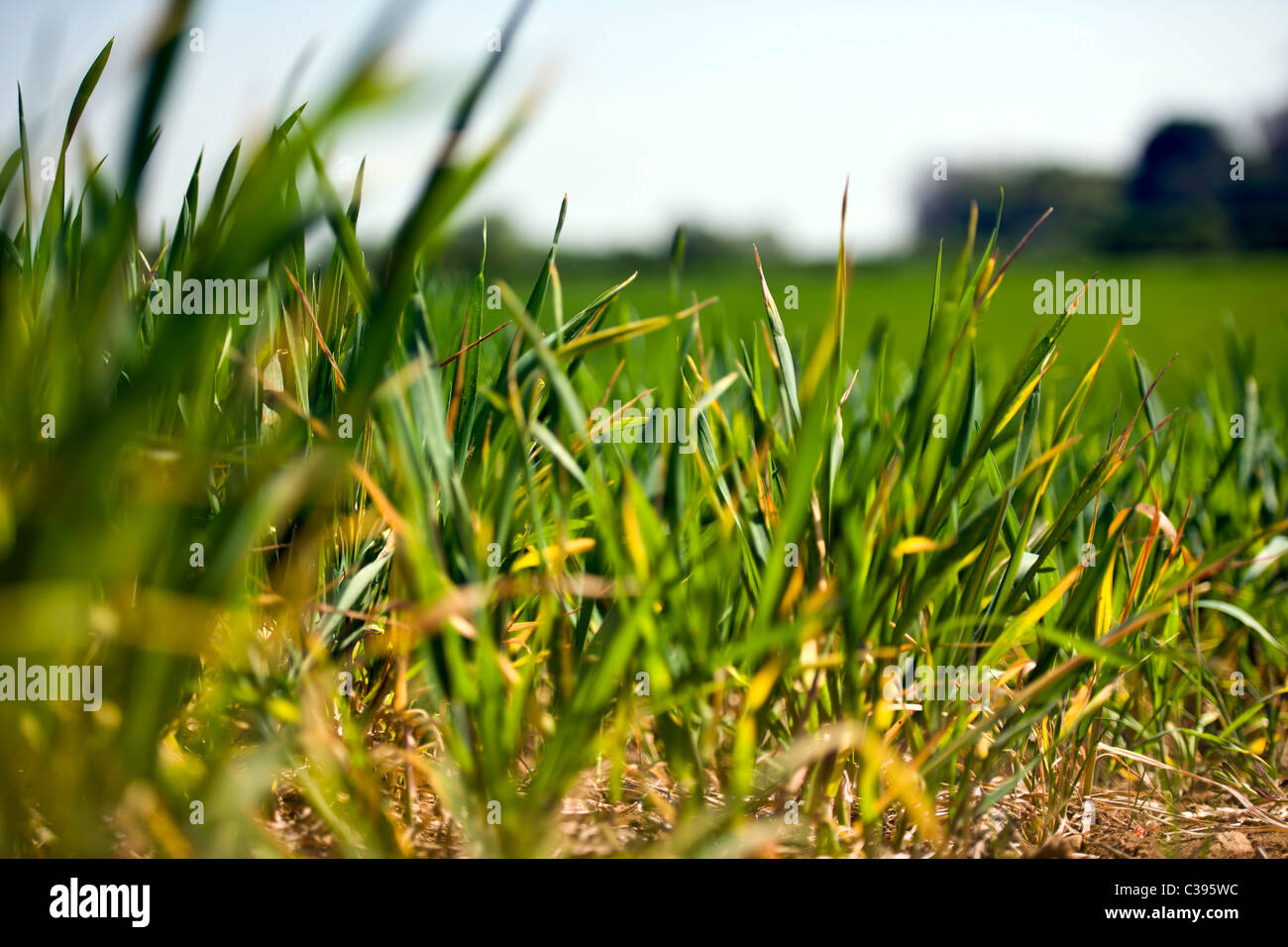 Uk crop production hi-res stock photography and images - Alamy