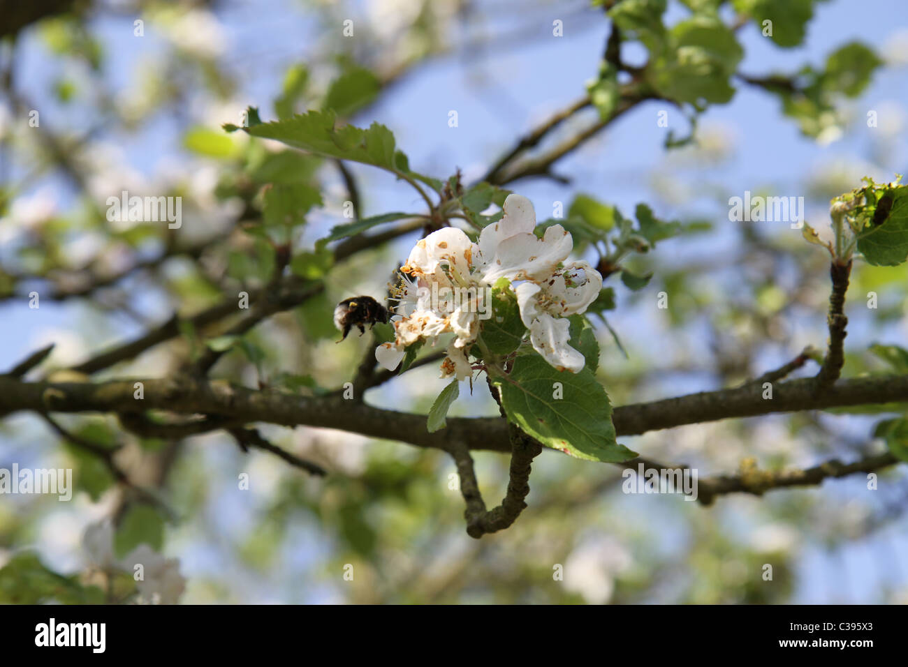 Apple tree in blossom in springtime Stock Photo - Alamy