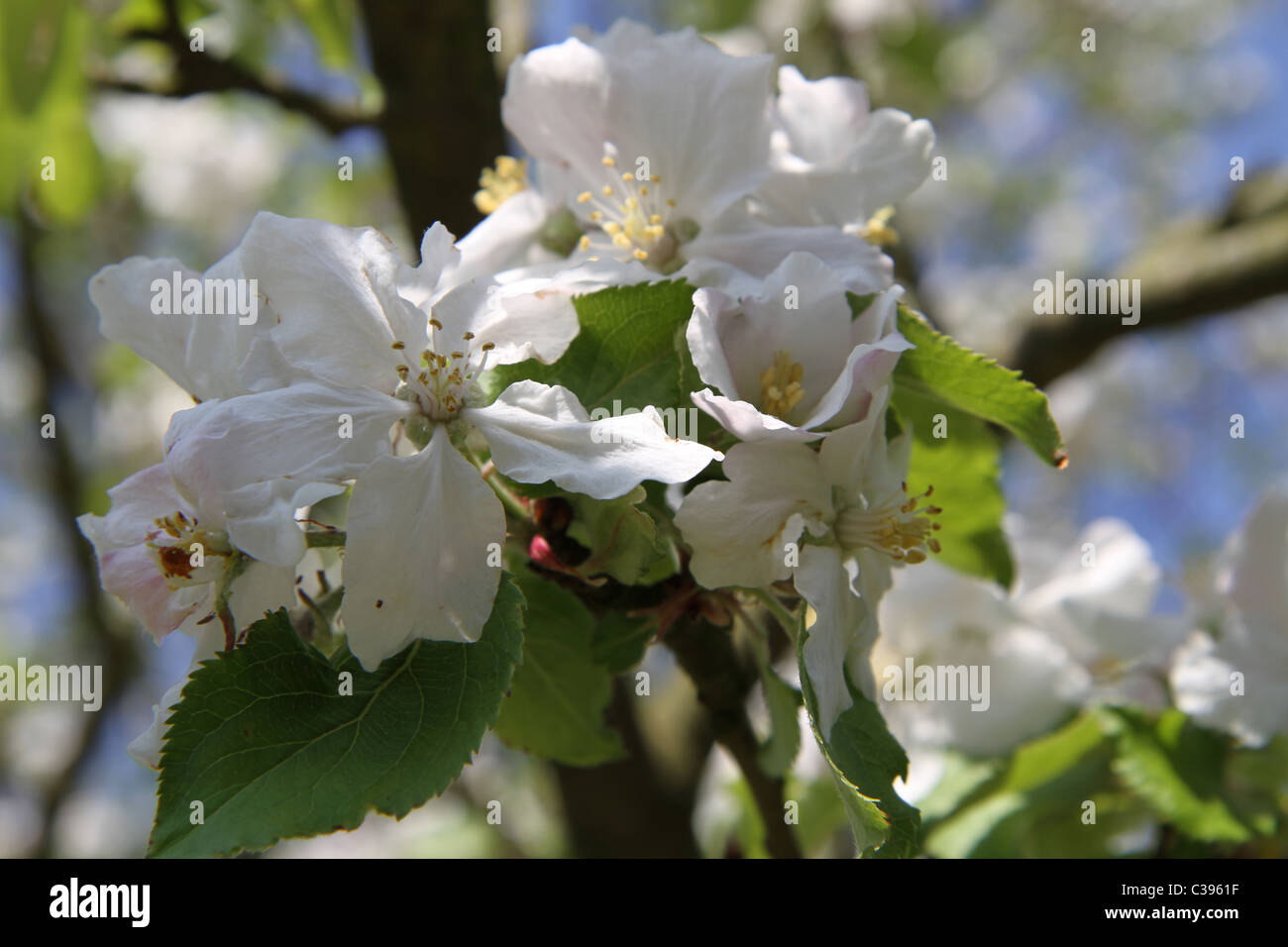 Apple tree in blossom in springtime Stock Photo - Alamy