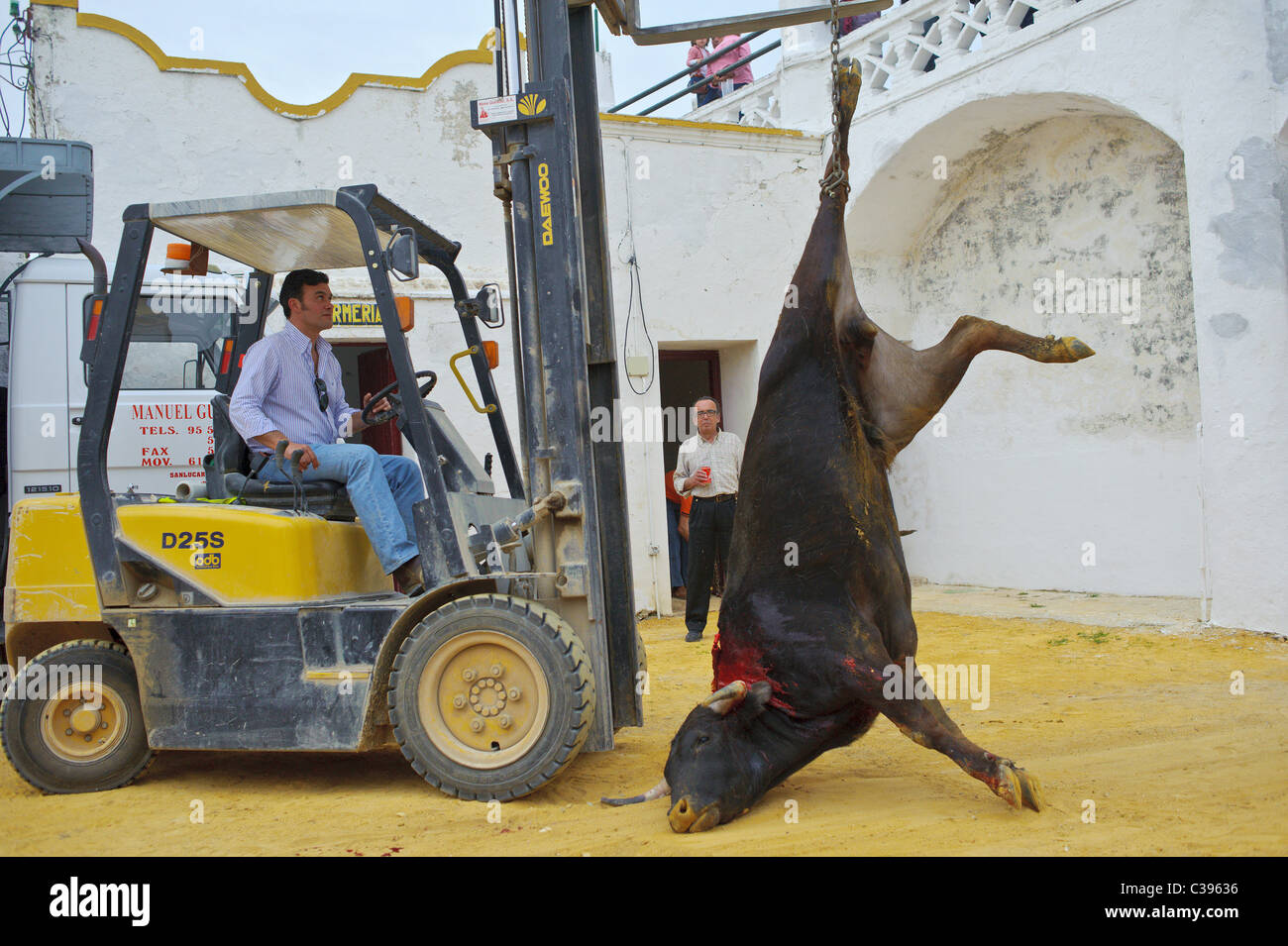 Dead bull hi-res stock photography and images - Alamy