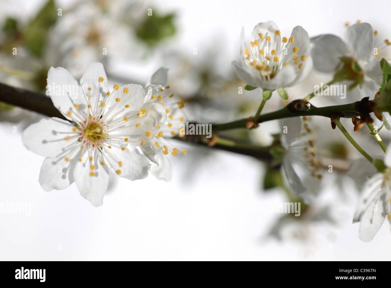 A blooming mirabelle plum tree Stock Photo - Alamy