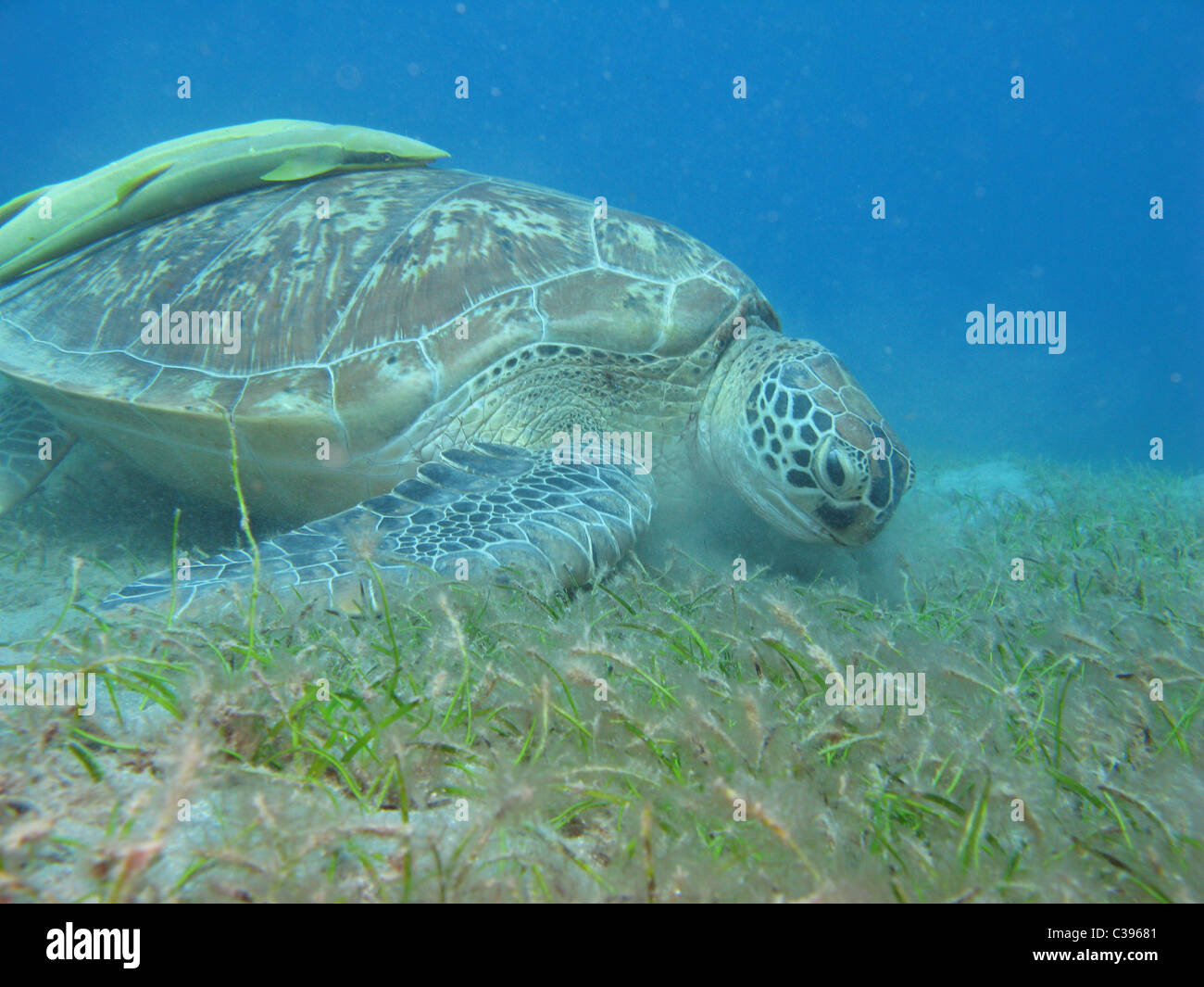 Green turtle sea grass hi-res stock photography and images - Alamy