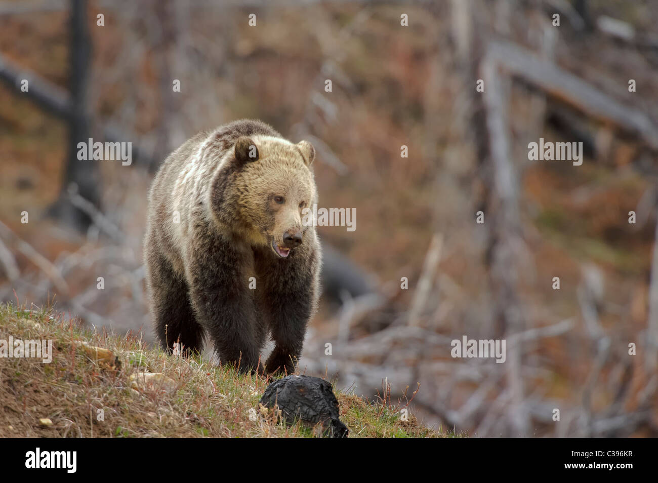Grizzly bear yellowstone hi-res stock photography and images - Alamy