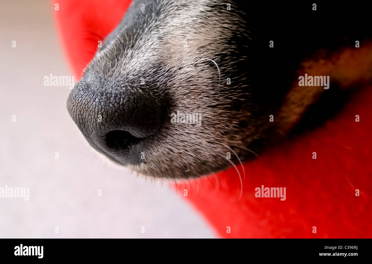 Dog nose anatomy hi-res stock photography and images - Alamy