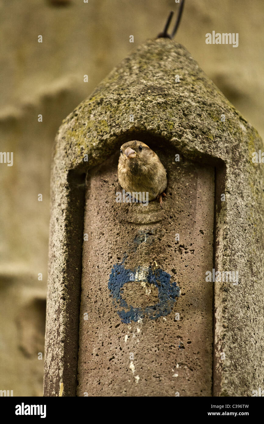 Box bird hi-res stock photography and images - Alamy