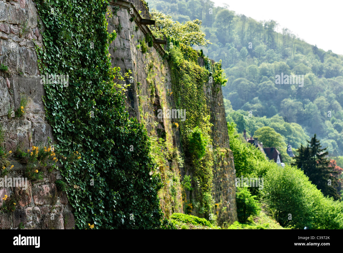 Heidelberg Castle wall, Germany, Europe Stock Photo - Alamy