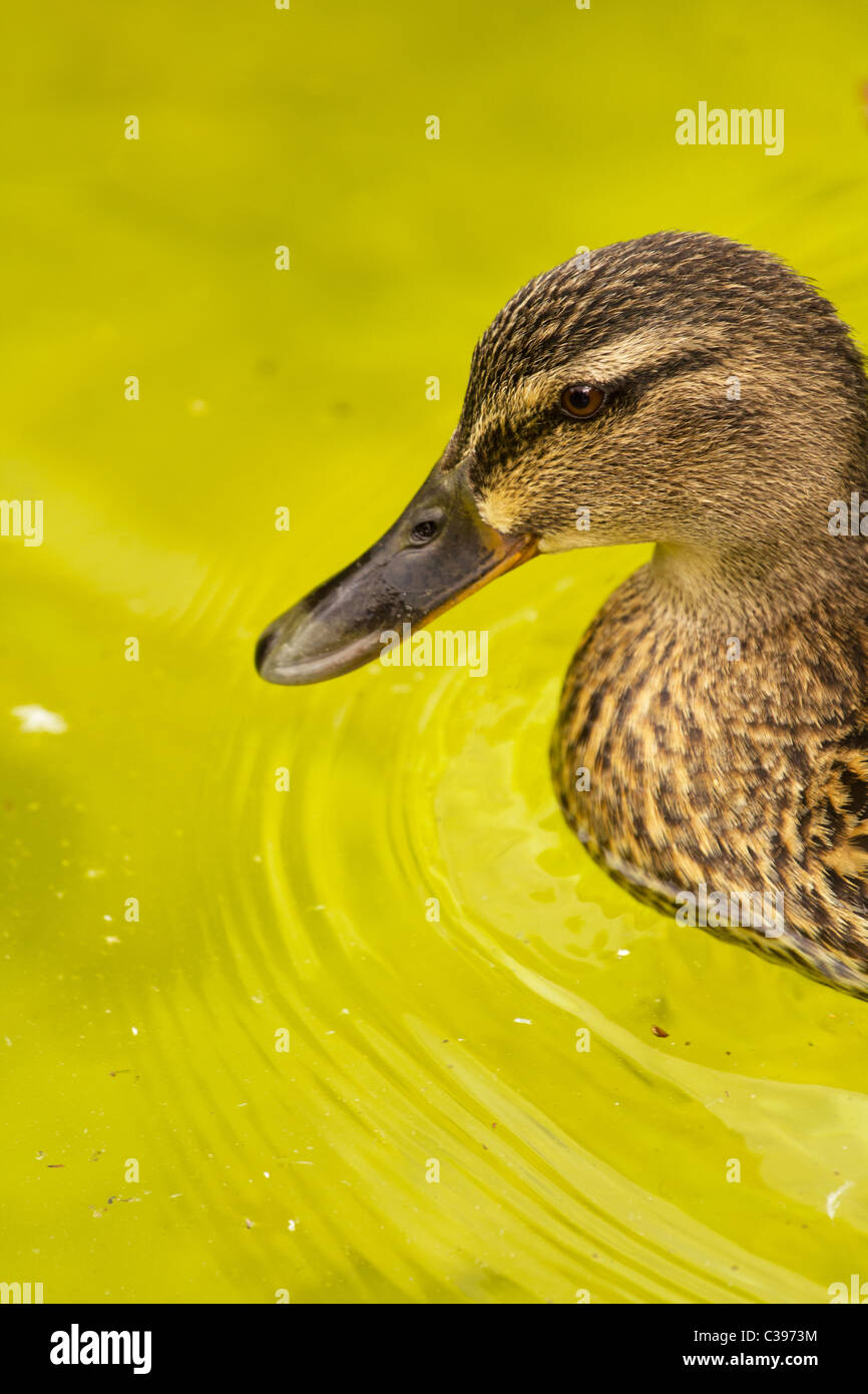 Ducks and Ducklings in a Lake in Summer Stock Photo - Alamy